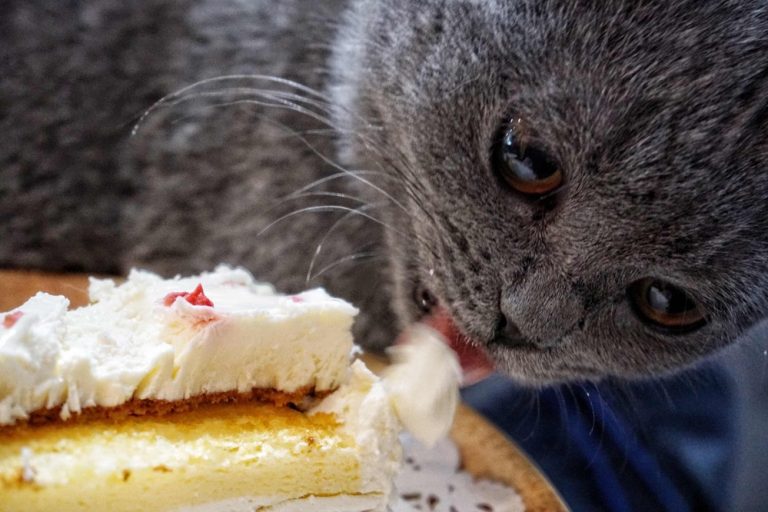 Can cats eat cake: Complete guide on cats and cakes - BloggingWithConnie