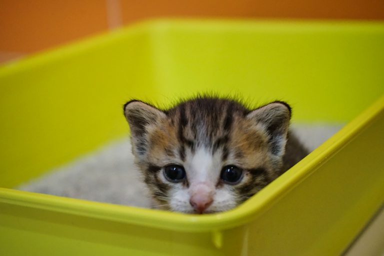 Top 8 Reasons Why do Cats Scratch The Side of the Litter Box ...