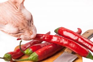 Can Cats Eat Bell Pepper? [The Answer Might Surprise You ...