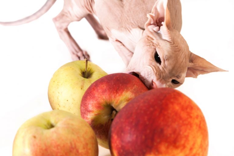 What Human Foods Can Cats Eat? A Safe Feeding Guide for Cat Parents ...