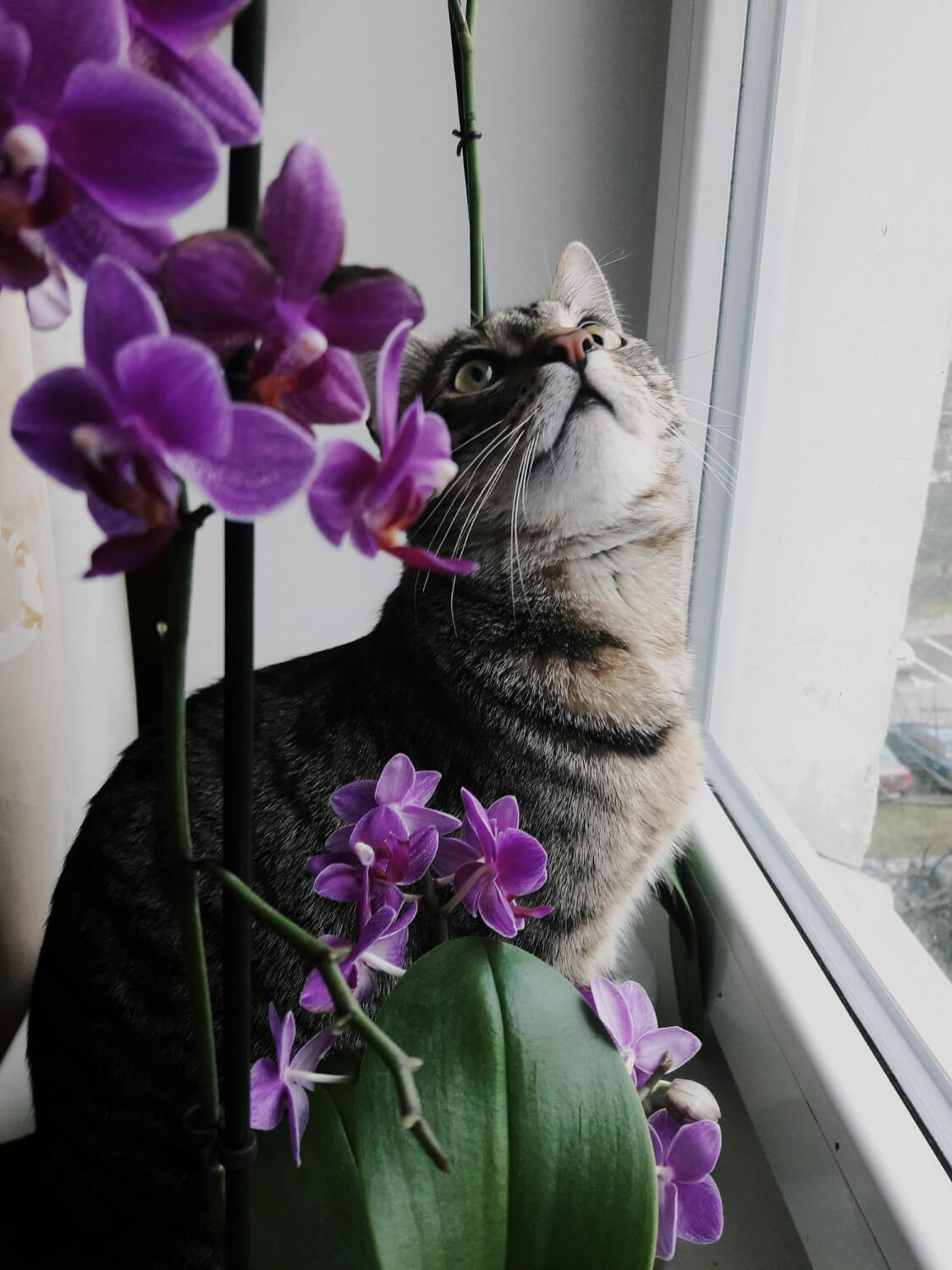 Are Orchids Poisonous to Cats? Everything You Need to Know to Keep Your ...