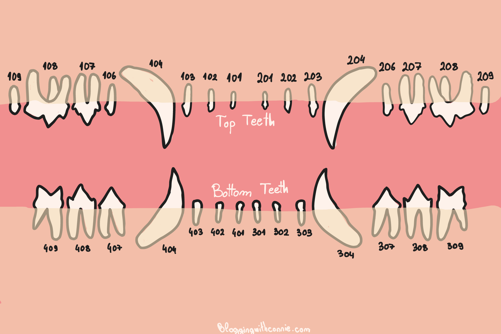 Cat Dental Chart: Must-Know Information About Cat’s Dental Health ...
